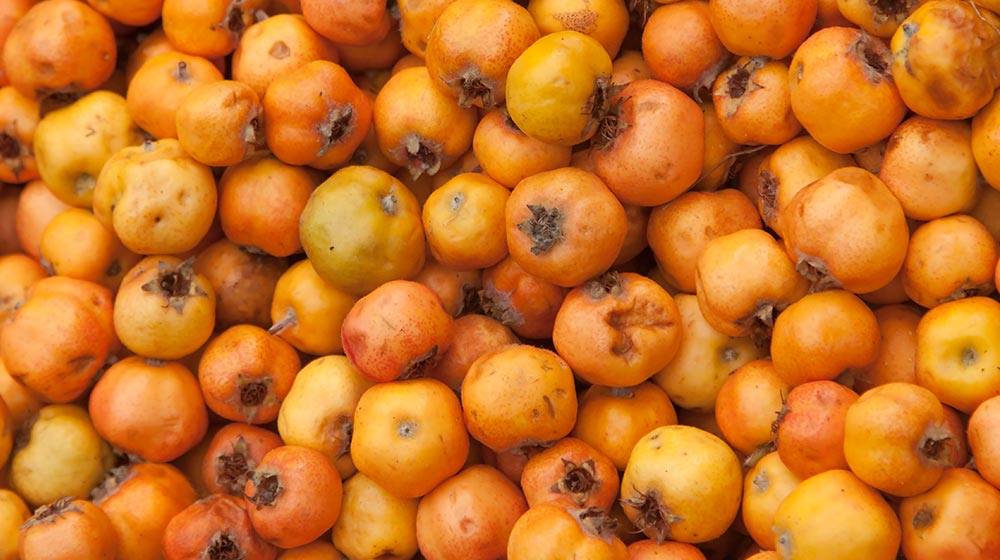 Mexican Hawthorn - DeFRUT®
